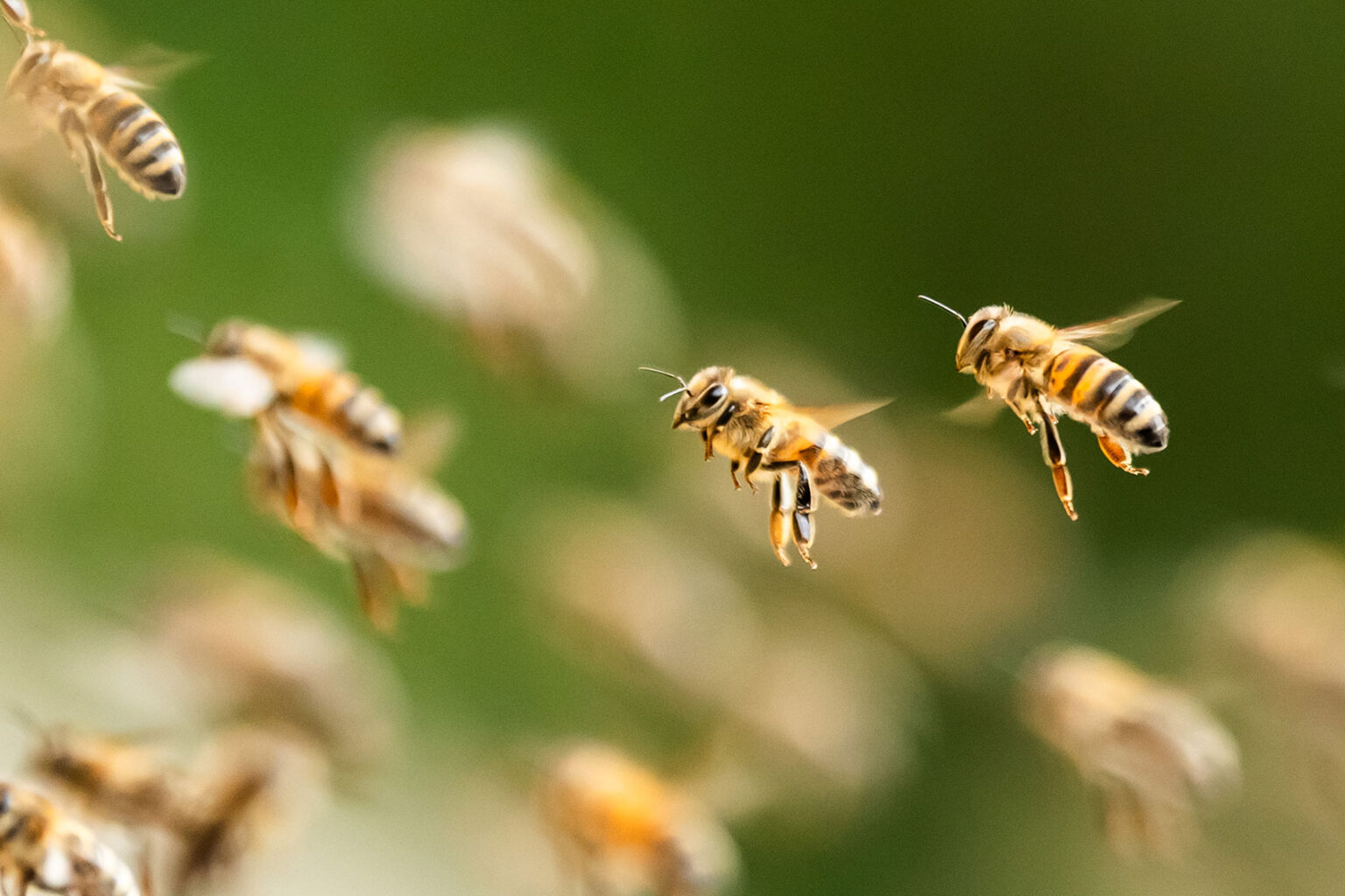 Altruism may exist in honey bees, which is inherited through their ...