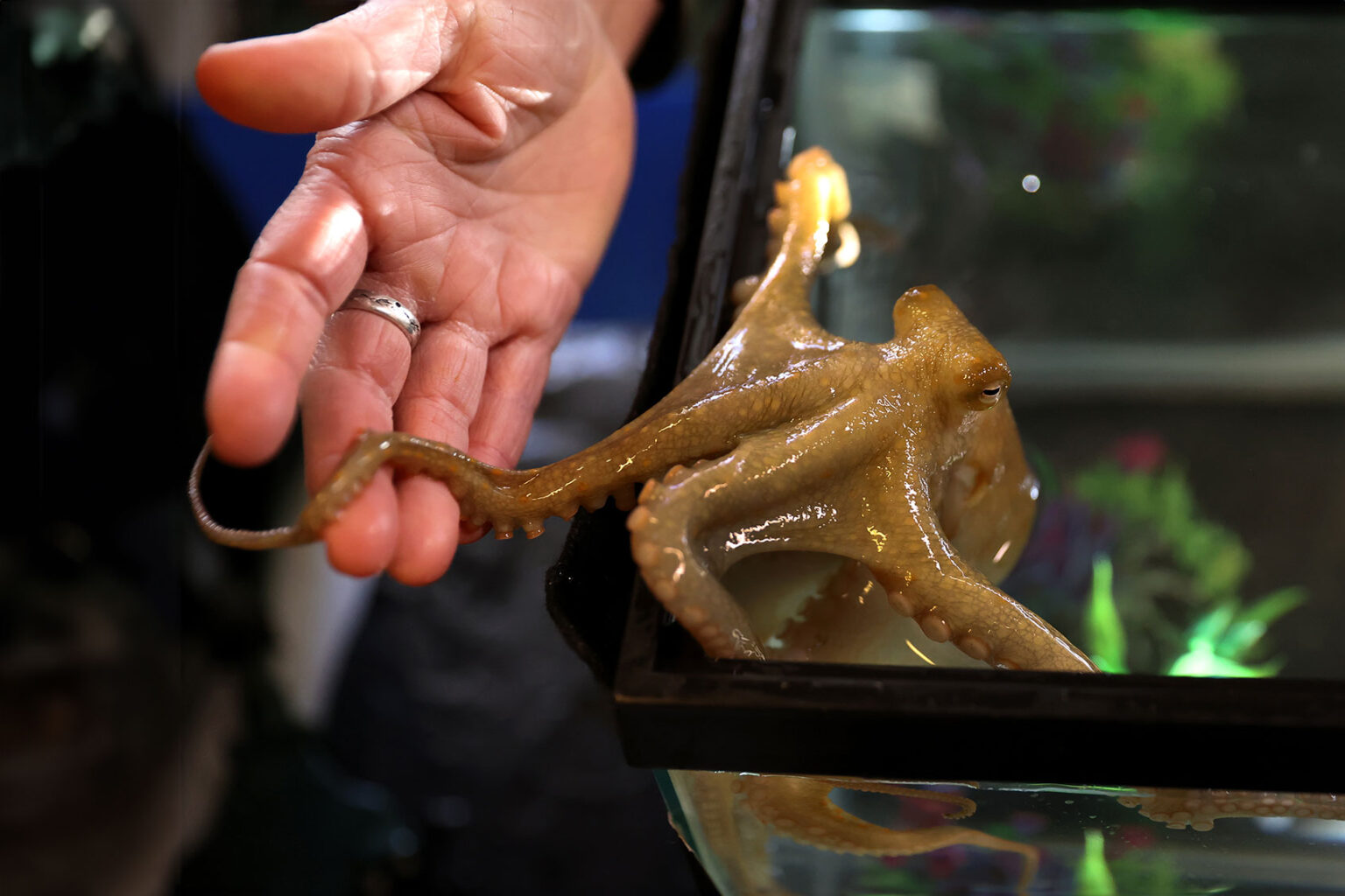 Is it ethical to experiment on octopuses? Why some scientists question ...