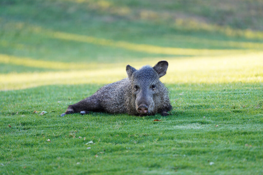 Wild pig-like animals are tearing up an Arizona golf course. The ...