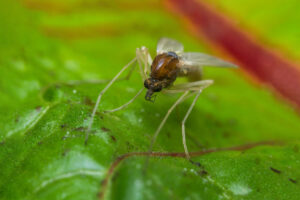 Health officials say a flesh-eating parasite is now endemic in Texas ...
