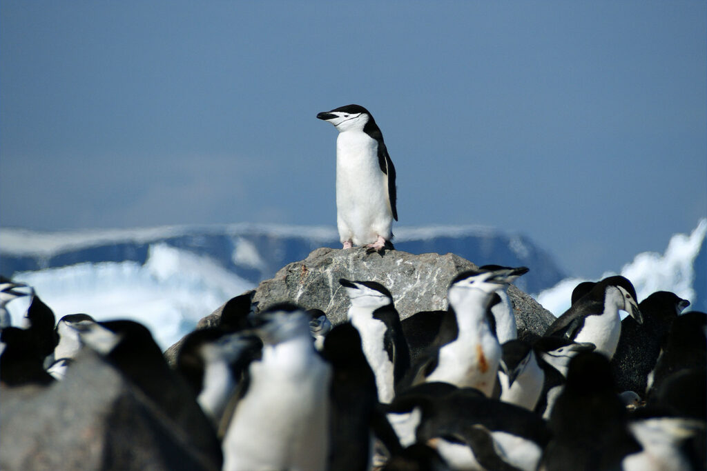 Constantly on the nod, chinstrap penguins catch seconds-long bursts of ...