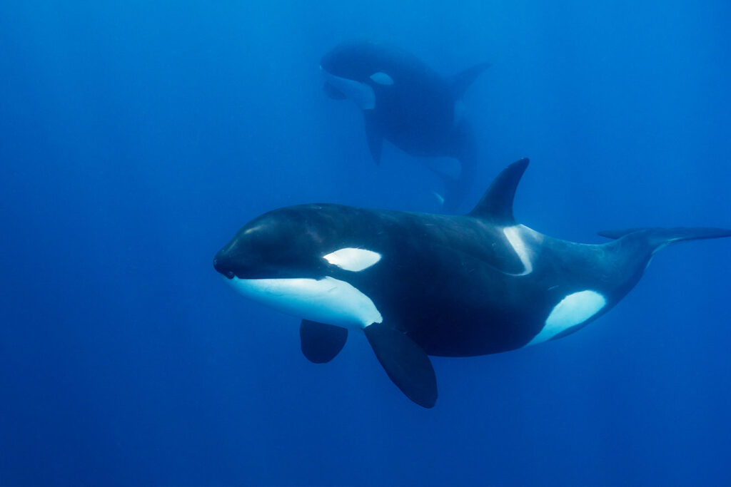 We've got orcas all wrong and it's killing them - Salon.com