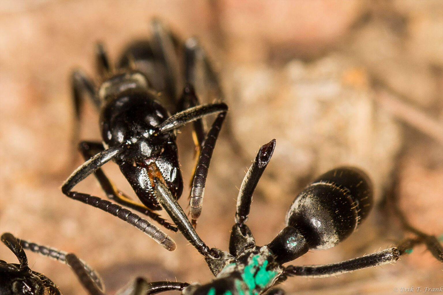 New study describes how insects heal injured workers, putting the "ant ...