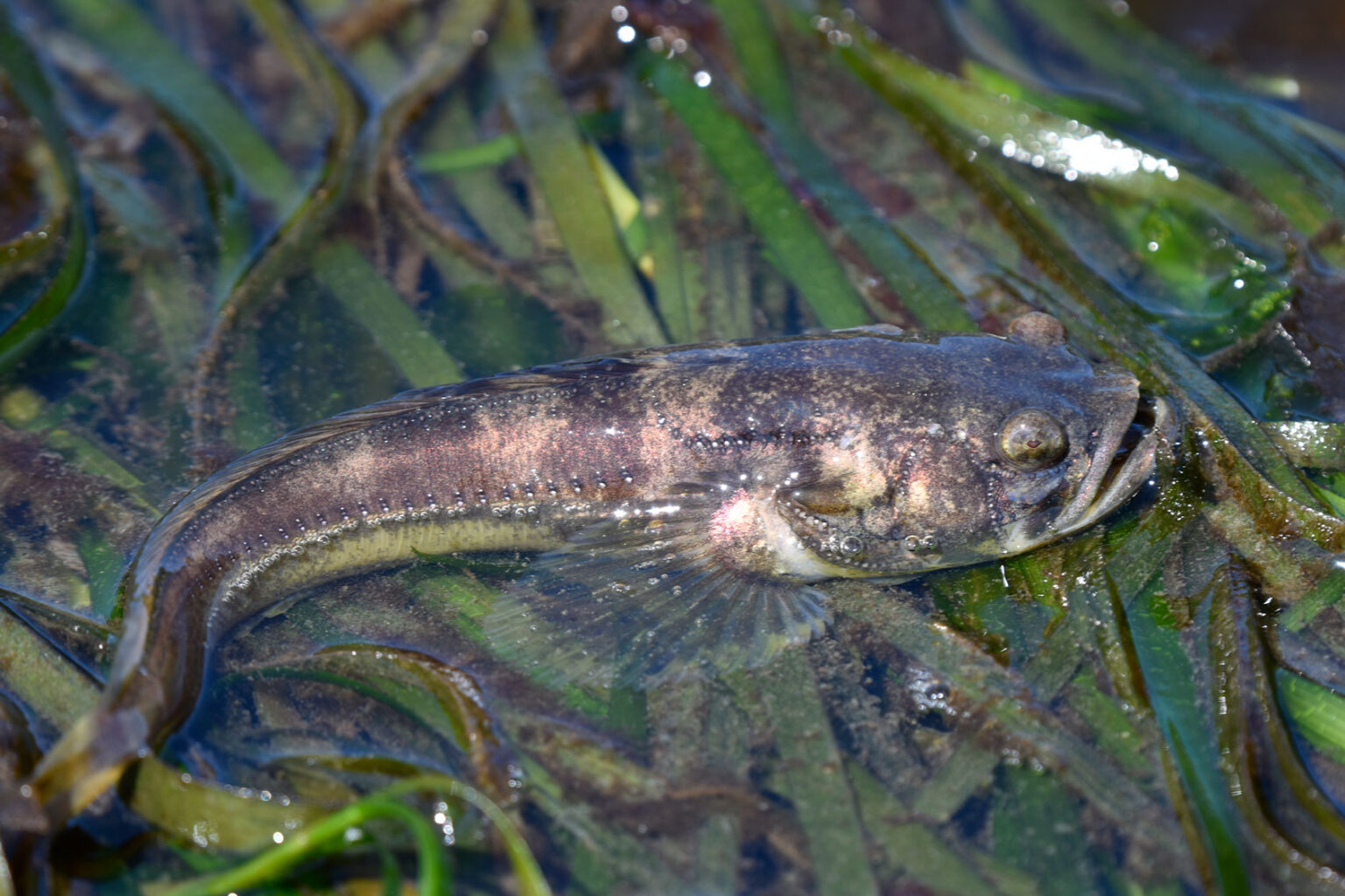 California's "singing" fish have a surprising relationship to mammals ...