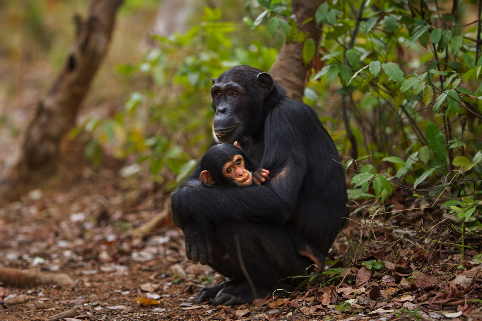 African great apes face a dire future from climate change, study finds ...
