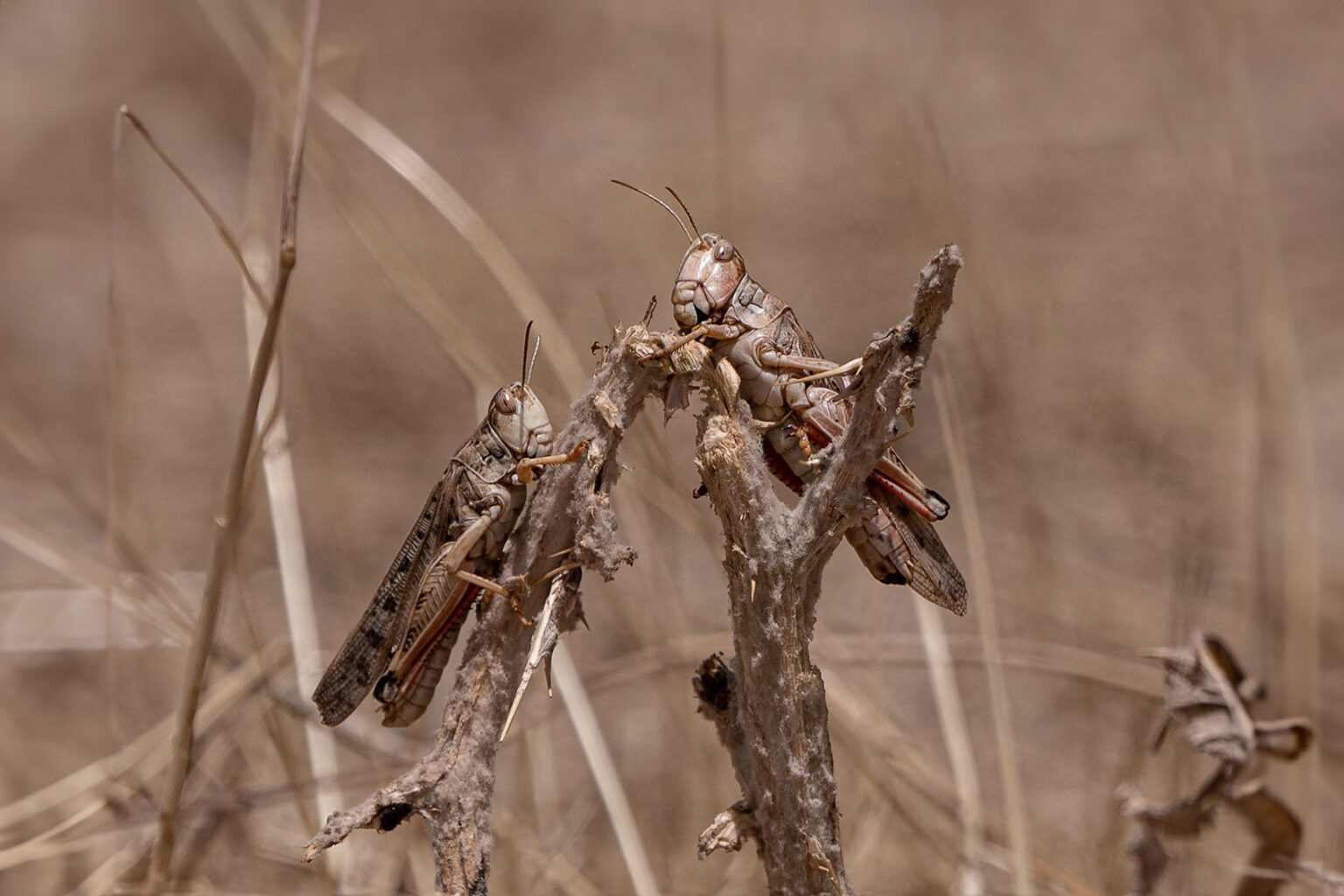 Locust swarms will intensify with climate change, threatening food ...