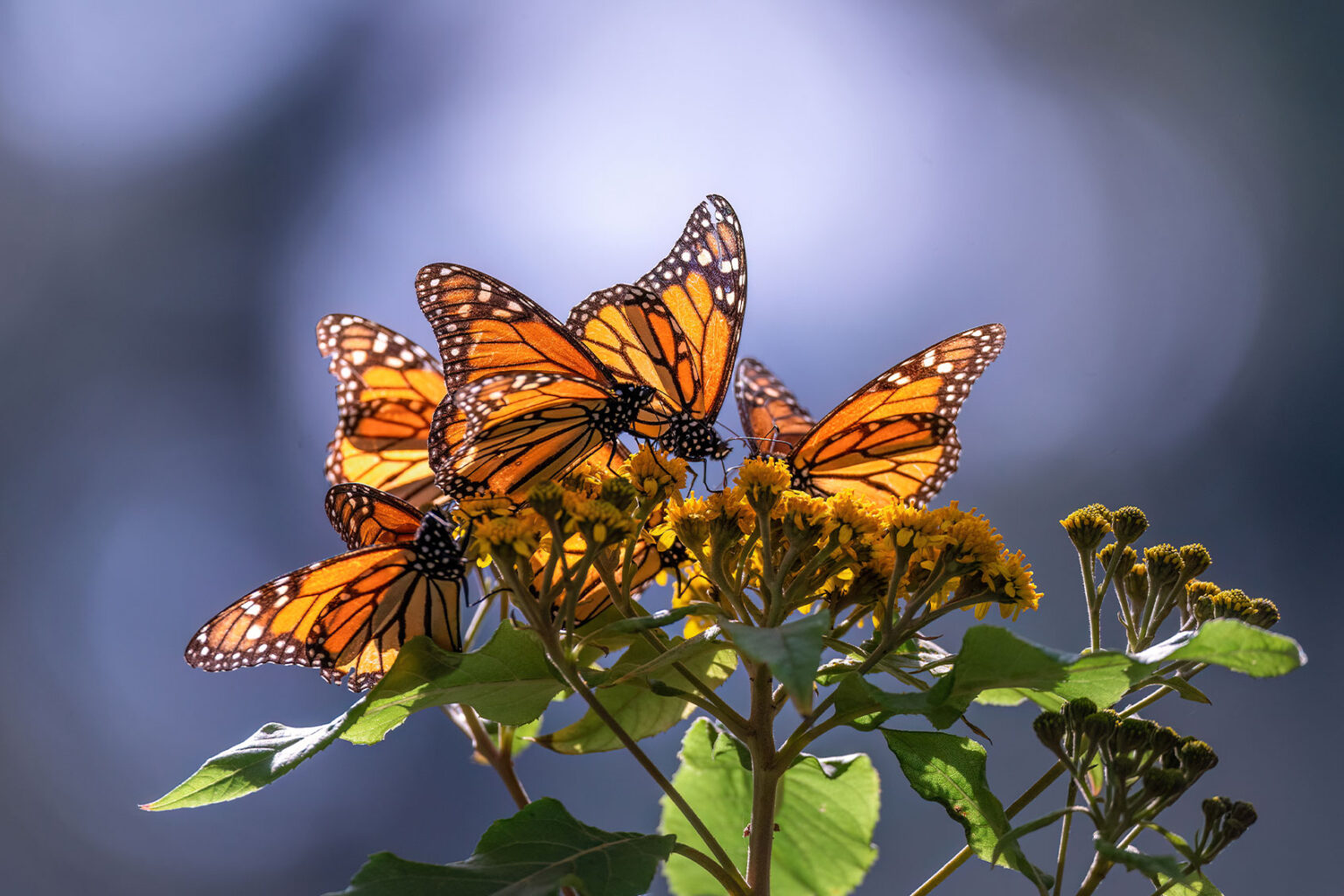 Monarch butterfly populations are crashing — but we can choose to do ...