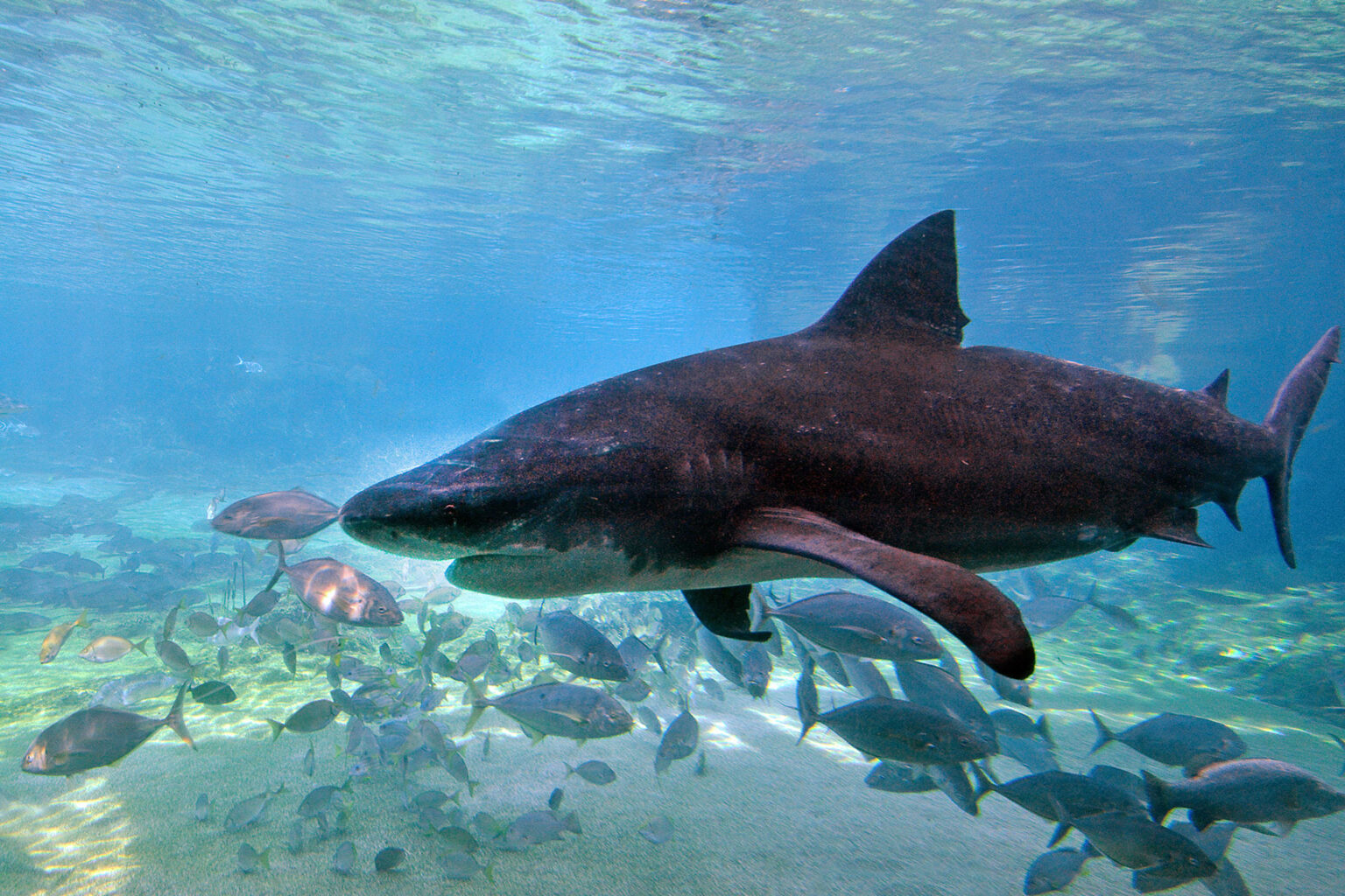 Cold-blooded killer: Study finds climate change is driving deadly cold ...
