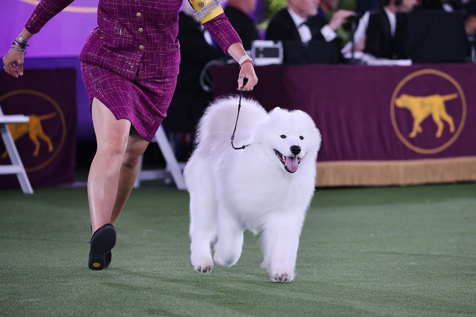 "Are those dogs happy?": "Dogland" author tracks the answer from couch ...