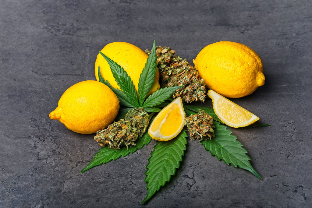 Drugs Archives - Salon.com