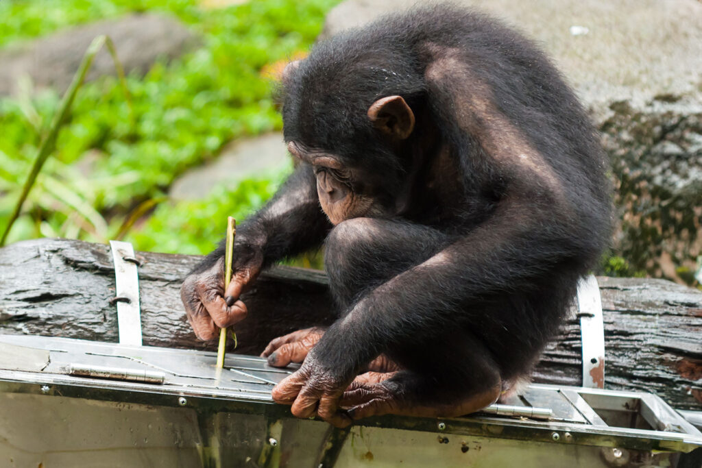Chimps continue learning tool use even as adults, study finds - Salon.com