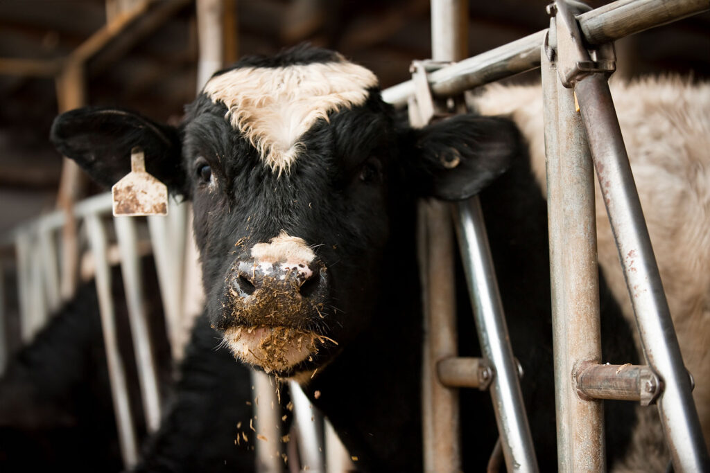 Third bird flu case in humans confirmed, with new coughing and ...