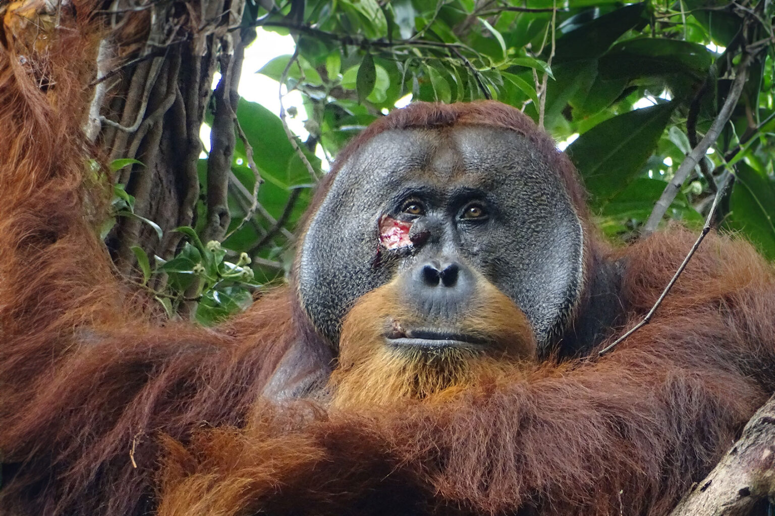 In apparent first, an orangutan was observed using plant medicine to ...