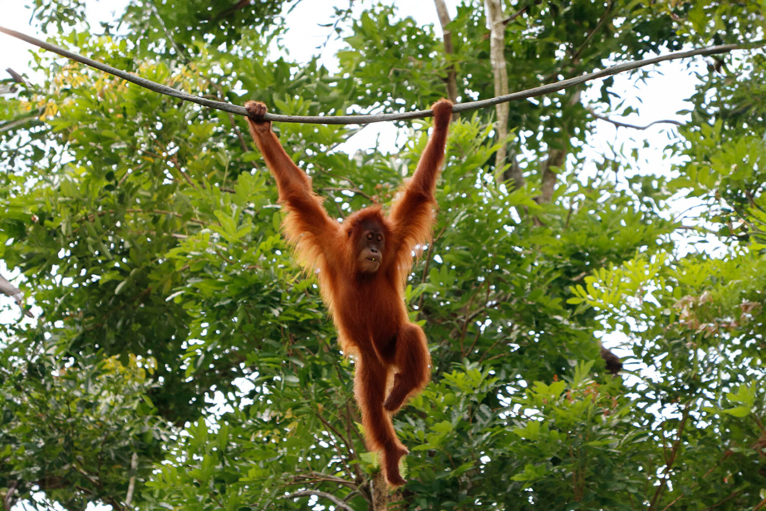 Scientists decode orangutan communication using machine learning ...