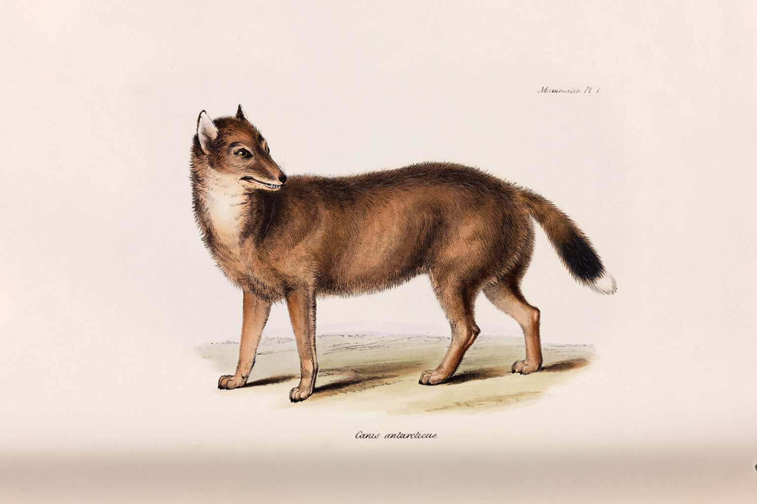 The warrah enigma: Why Darwin was fascinated by this now extinct coyote ...