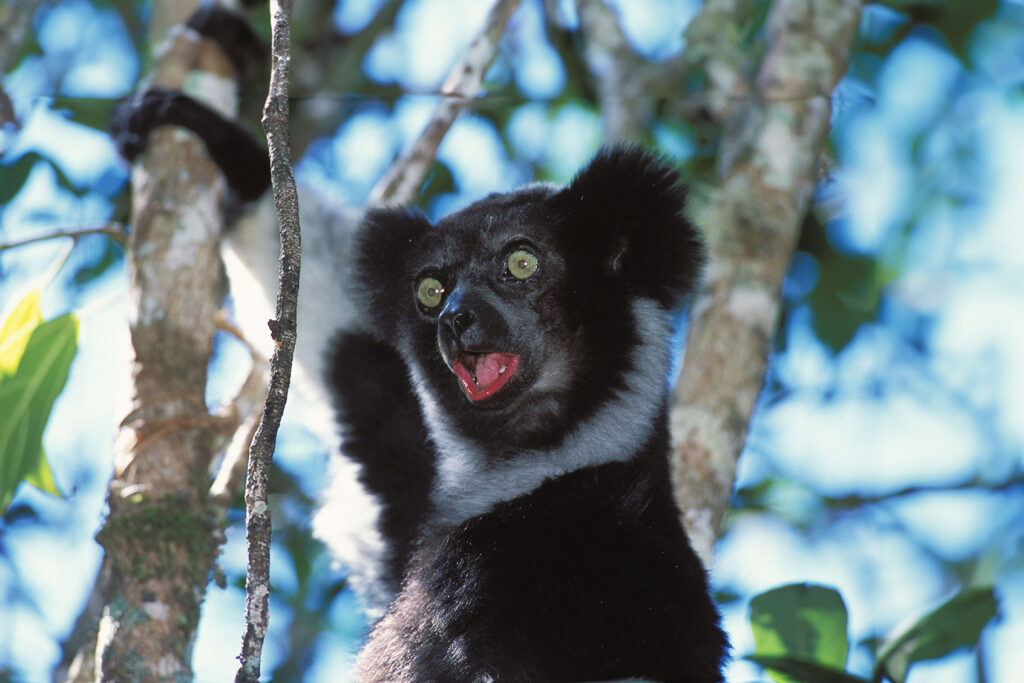 Lemur calls have a rhythm that may explain how humans evolved singing ...