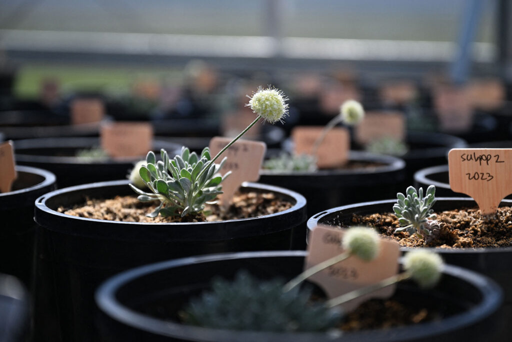 A plan to mine lithium could eradicate a Nevada flower. Is extinction ...