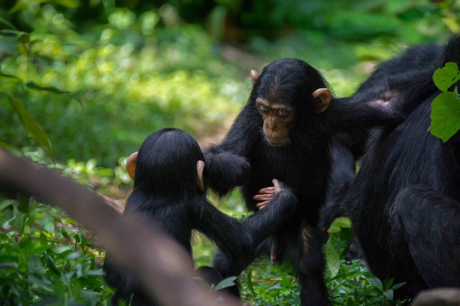 Experts confirm chimpanzees interrupt each other, gesticulating wildly ...