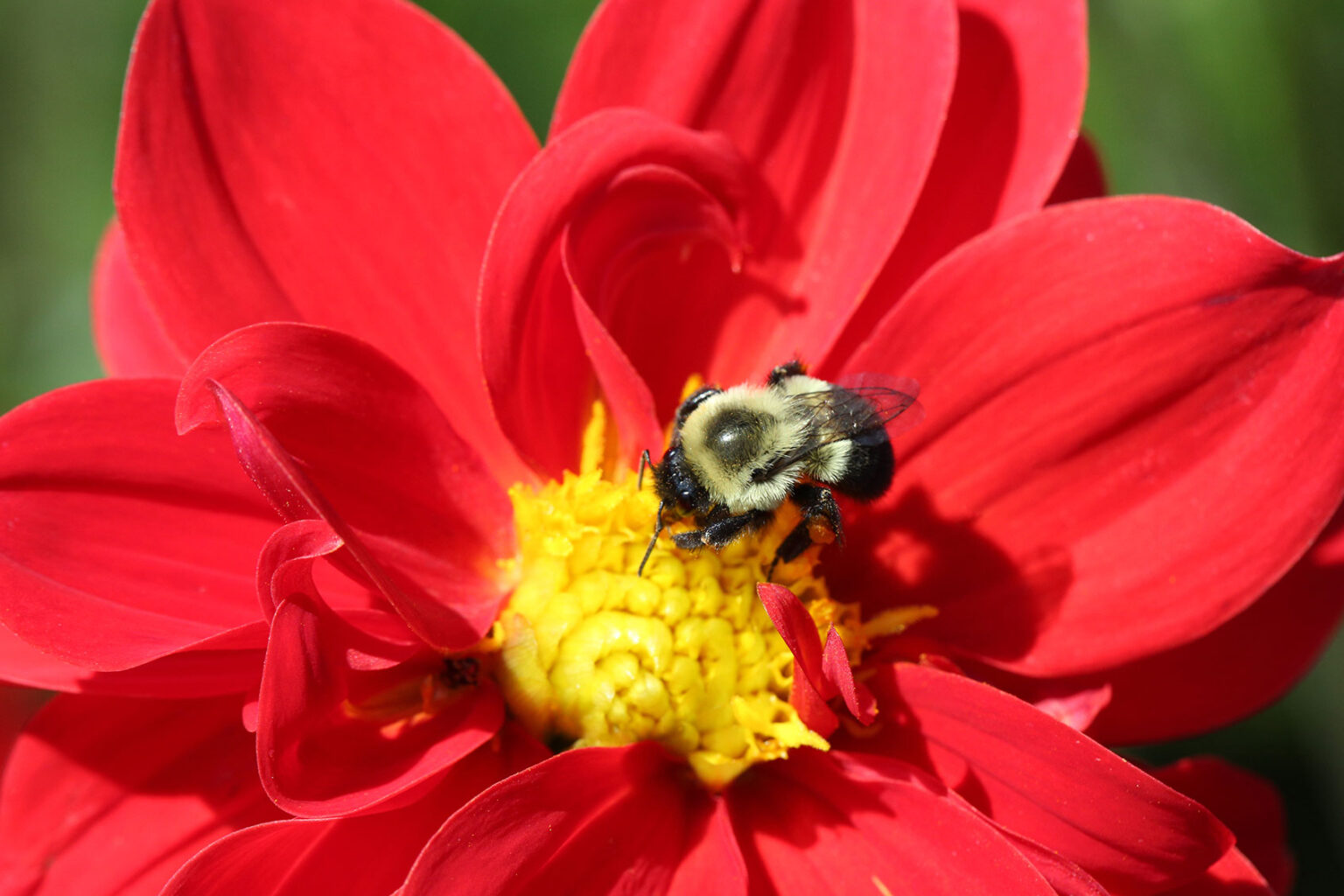 Climate change is making it too hot for bumblebees to adapt ...
