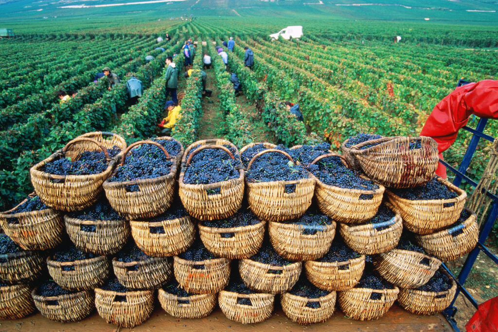When wine became warfare: The Duke of Burgundy’s crusade against the ...