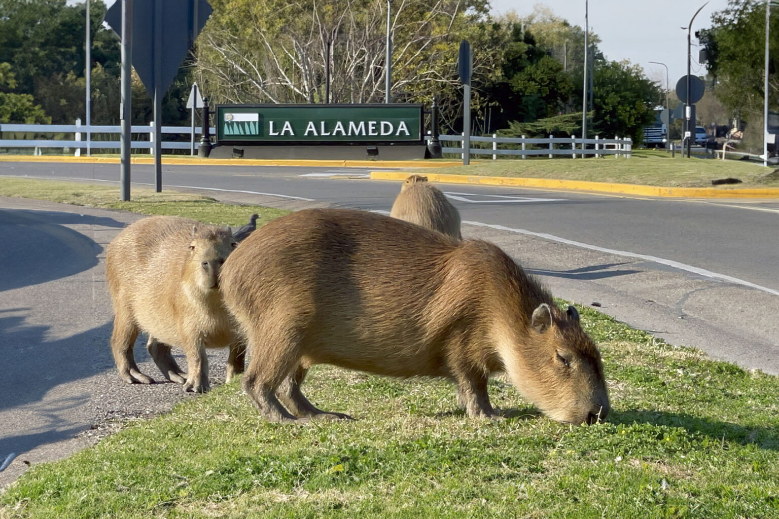 Revolt of the capybaras: Have these large rodents taken over — or ...