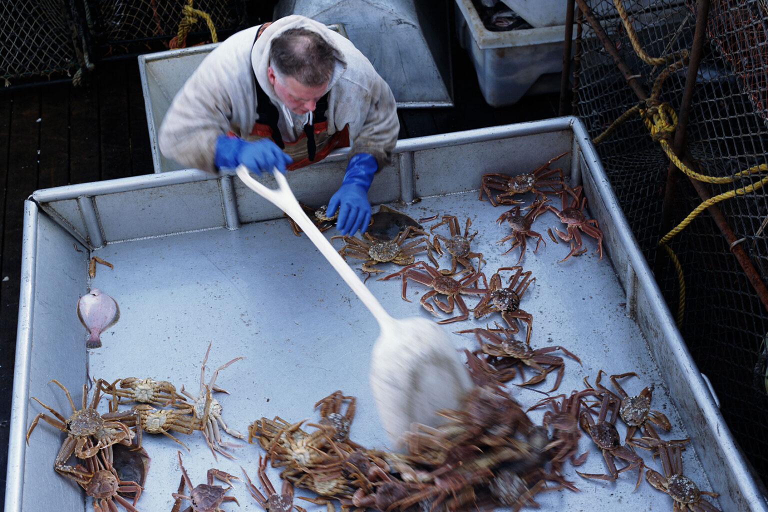 Collapse of snow crab populations due to climate change, study finds ...