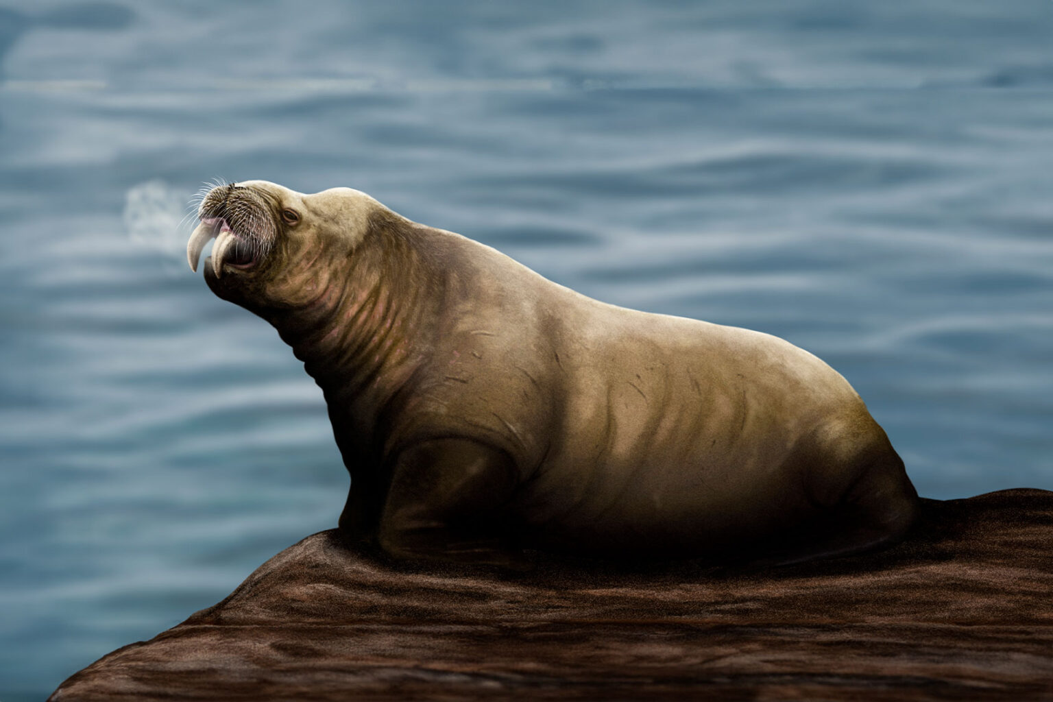 New species of extinct walrus discovered in the North Atlantic - Salon.com