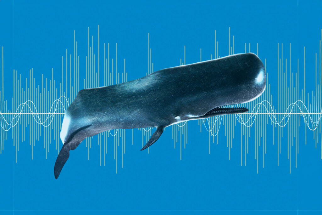 Cetacean conversation: AI could let us talk to whales. Experts question ...