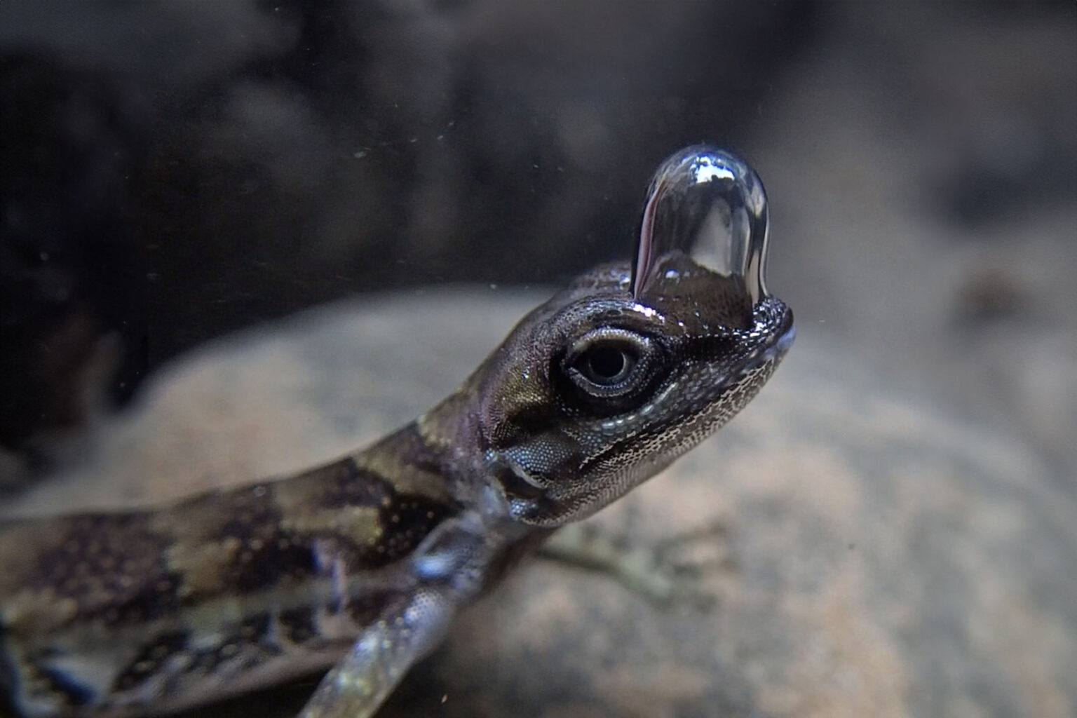 "Scuba-diving" lizard evolved bubble-breathing trick to dodge predators ...
