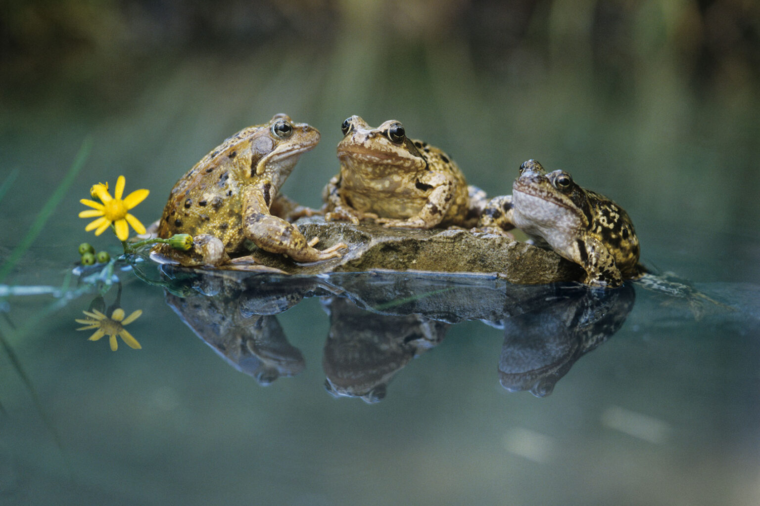 Frog habitats are drying up due to climate change, study finds - Salon.com