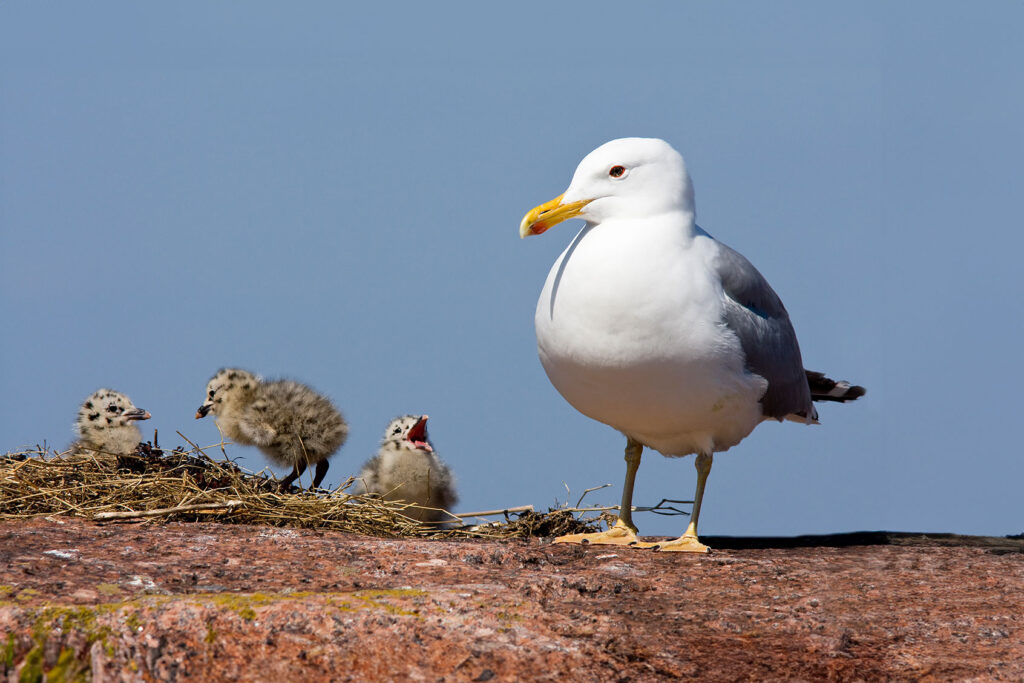 Gulls are intelligent, vital birds that deserve our protection, not ...