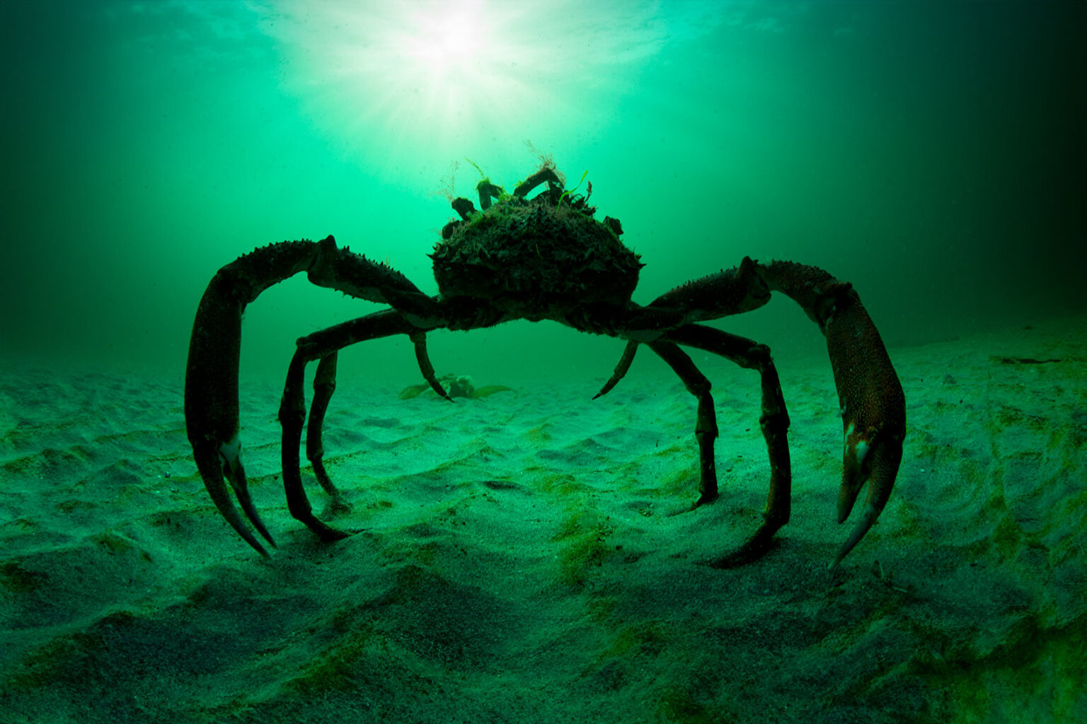 Nature keeps evolving crabs and the internet is obsessed. What’s going ...