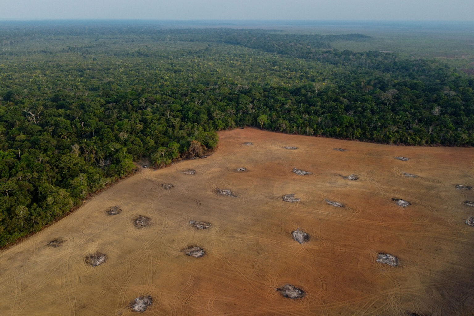 How do you save a rainforest? Leave it alone - Salon.com