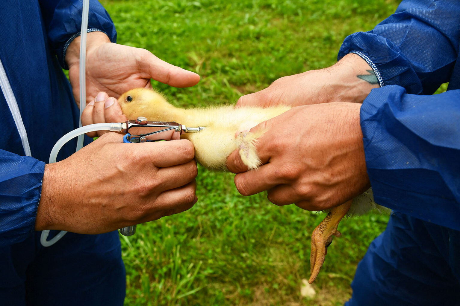 Bird flu worries European health agencies as they increase virus ...
