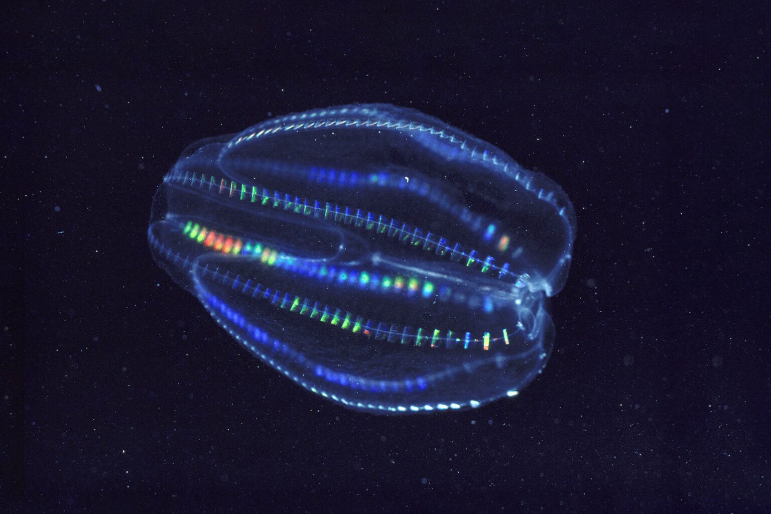 Spineless awareness: Comb jellies can fuse and reverse age, new ...