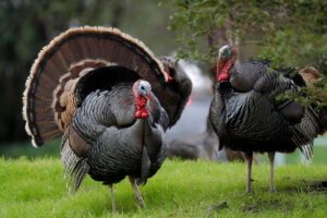Turkeys survived colonization and near extinction. Now they're ...