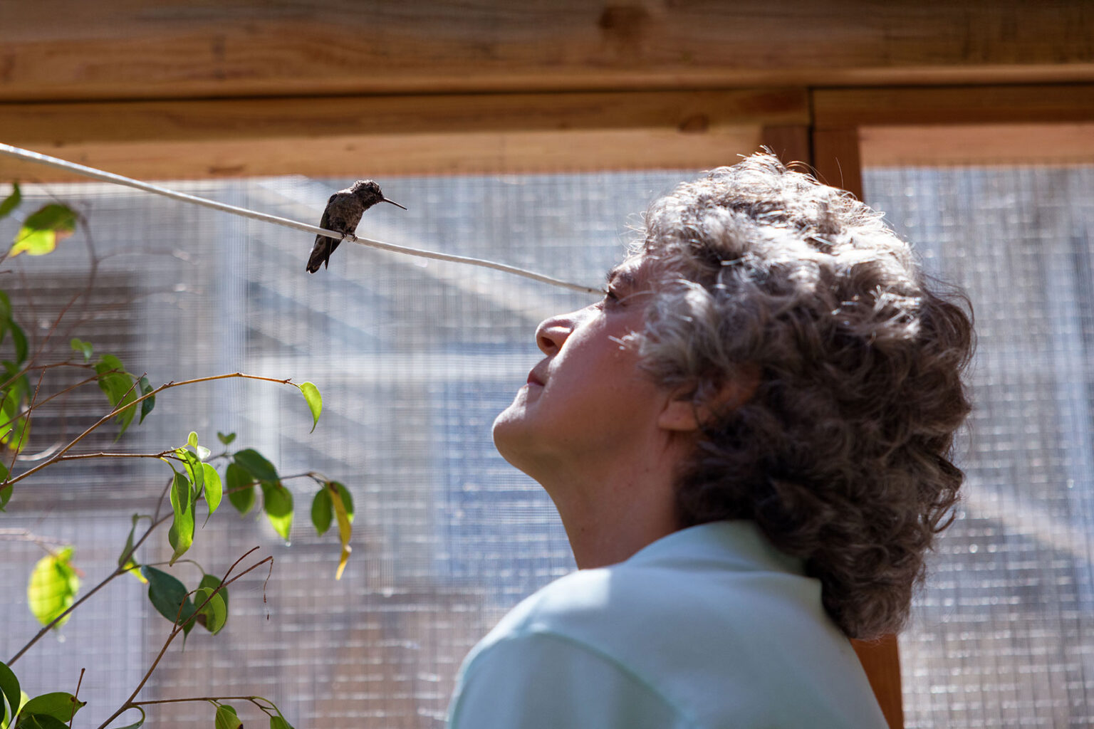 "Every Little Thing" captures the fierce grace of hummingbirds and ...