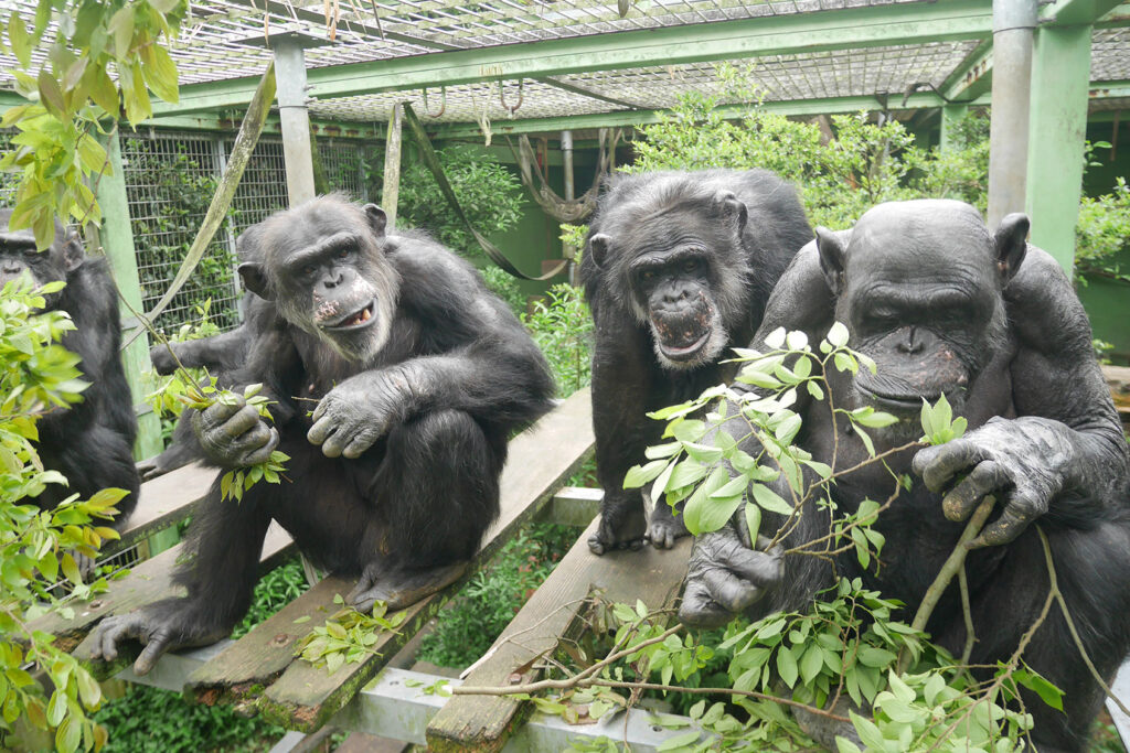 Contagious peeing discovered in chimpanzees - Salon.com