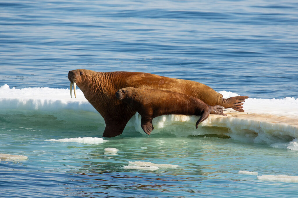 Walruses are threatened by climate change. The internet is trying to ...