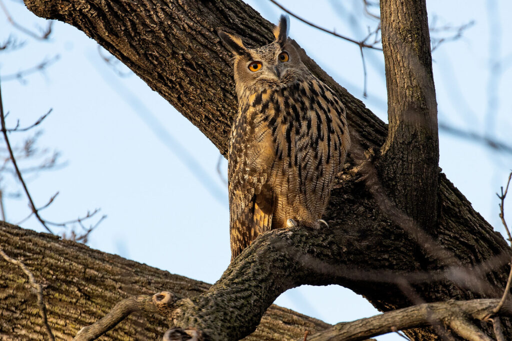 Flaco the owl’s troubled freedom: A meditation on zoos, stories and ...