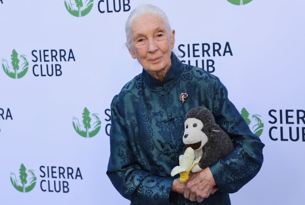 Jane Goodall's work with chimps changed how we see humanity - Salon.com